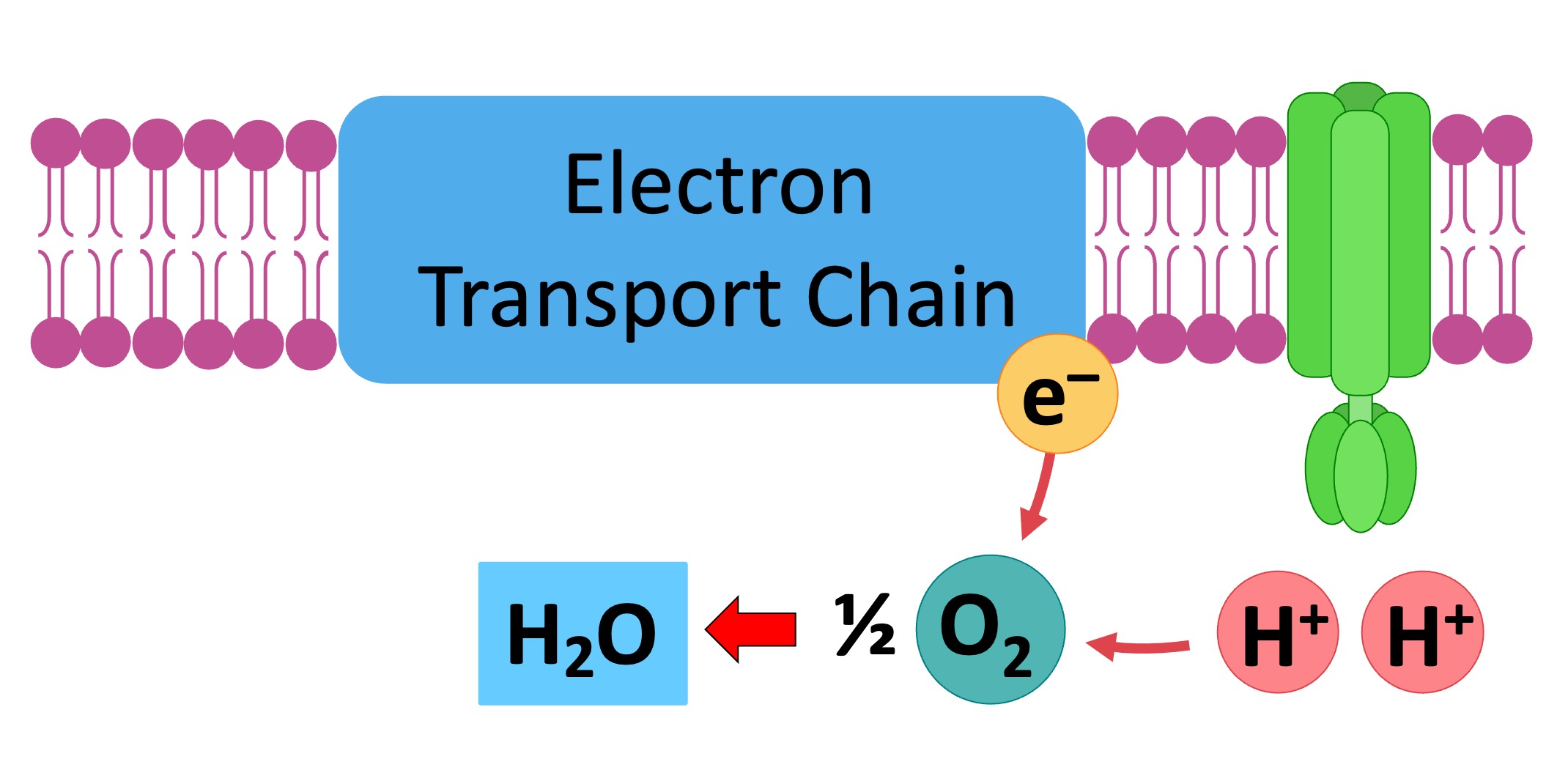Electron Transport Chain